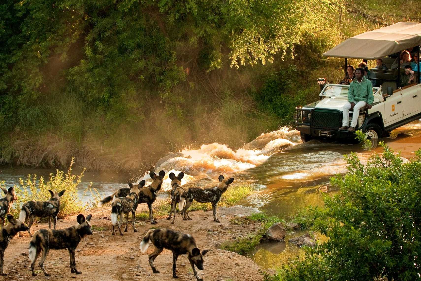 Safari for families - Timbuktu Travel Blog