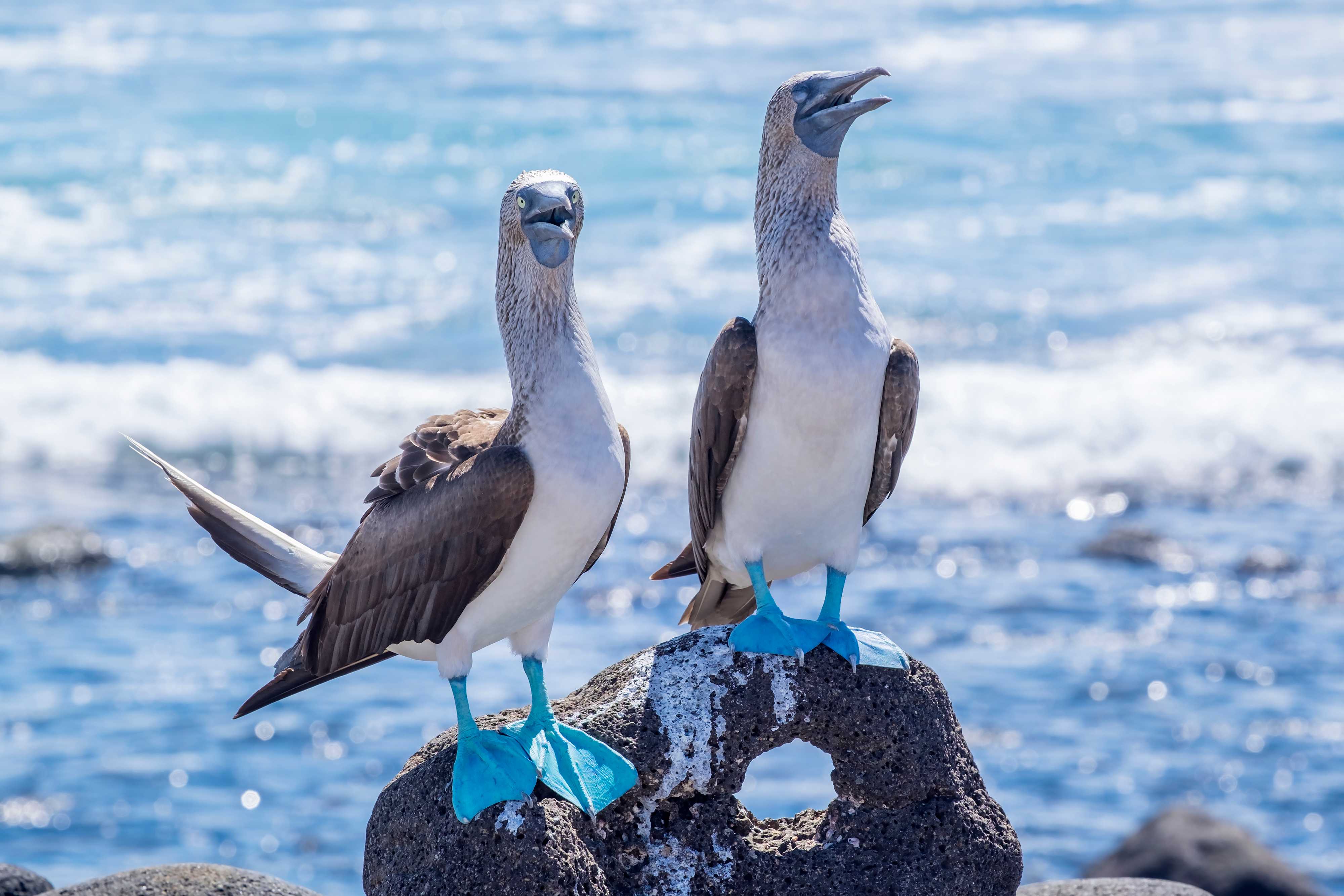 Spot the unique birds of North Seymour Island | Timbuktu Travel